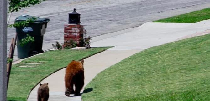 How to Stop Bears from Trashing Your Home or Campsite – Athens Services